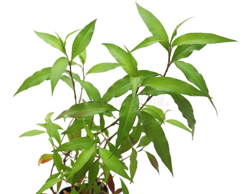 Water Pepper Persicaria Hydropiper, or Smartweed, Knotweed. Medicinal ...