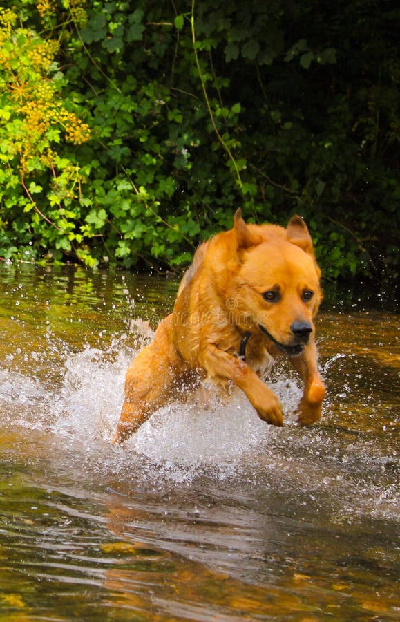 Water pet stock image. Image of pounce, leap, summer - 43056901