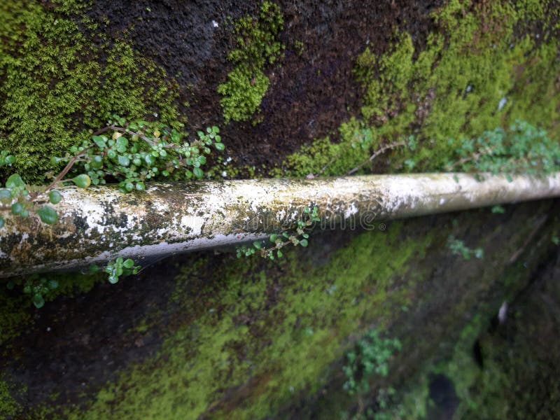 Water Pipes Overgrown with Moss and Green Plants Stock Photo - Image of ...