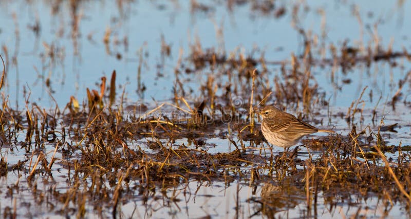 A Water Pipit during Winter Stock Photo - Image of grey, pipit: 23062914