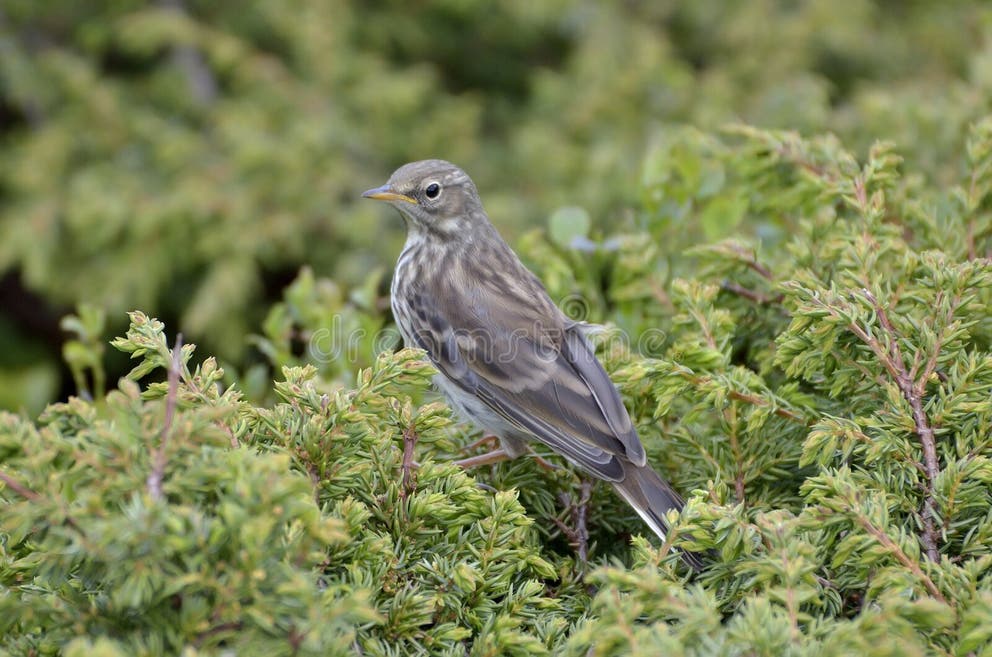 Water Pippit (Anthus Spinoletta) Stock Photo - Image of environment ...