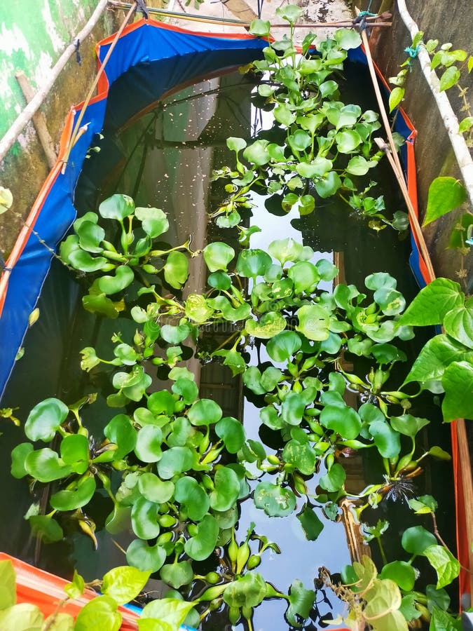 Water Plant from Borneo Indonesia Stock Photo - Image of fish, borneo ...