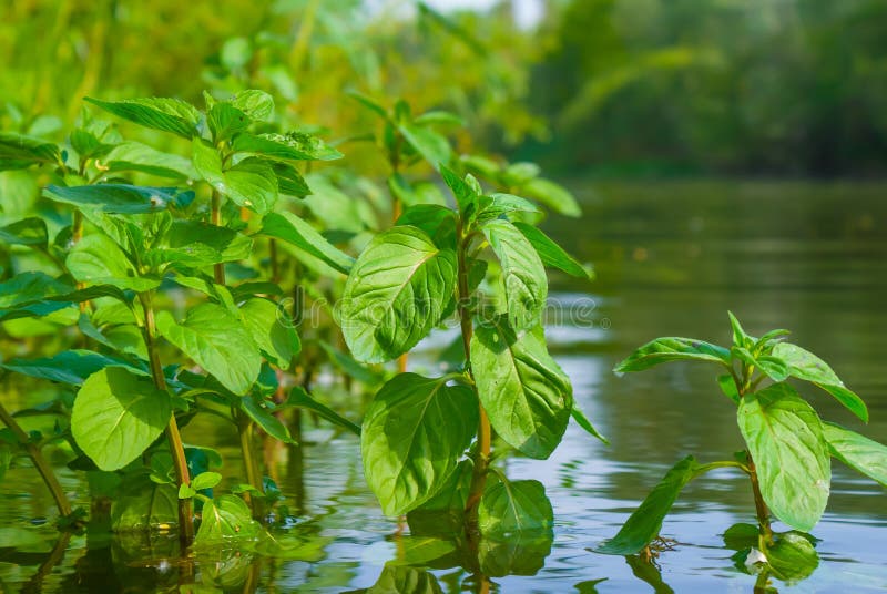 Water Plant Growth in a River Stock Image - Image of landscape, water ...
