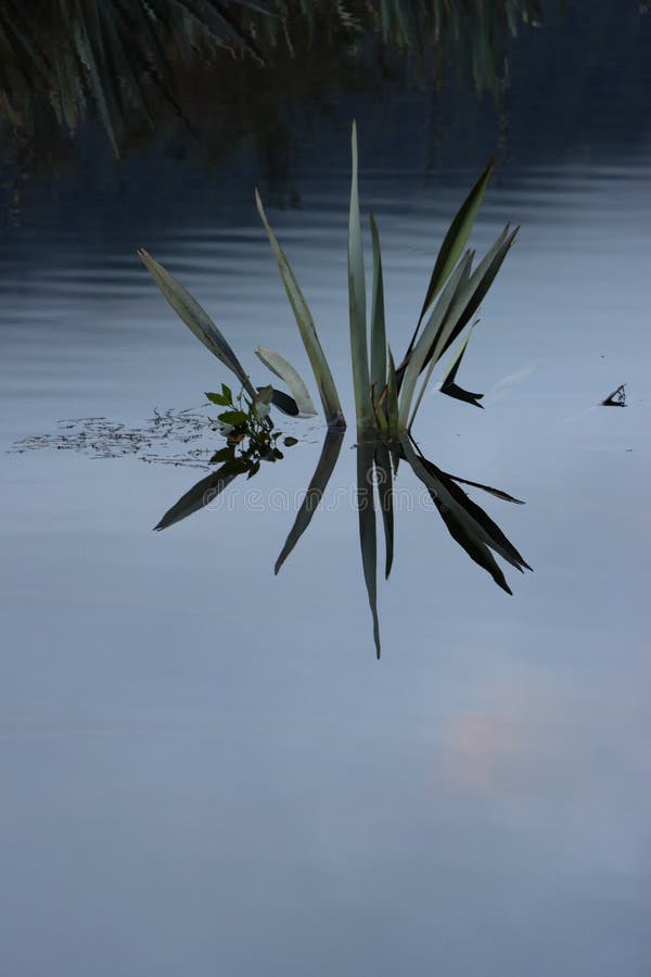 Water Plant Mirror Reflection in Lake Water Stock Photo - Image of ...