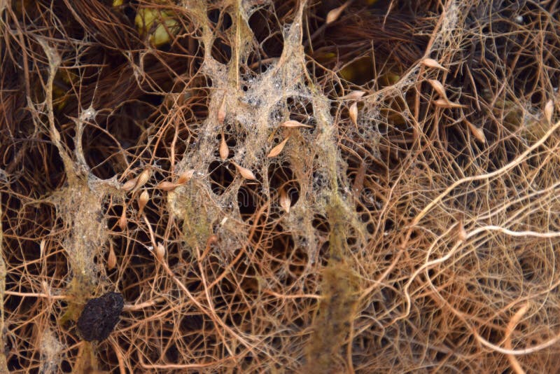 Fine Root System Looking Like an Abstract Neural Network Stock Photo ...