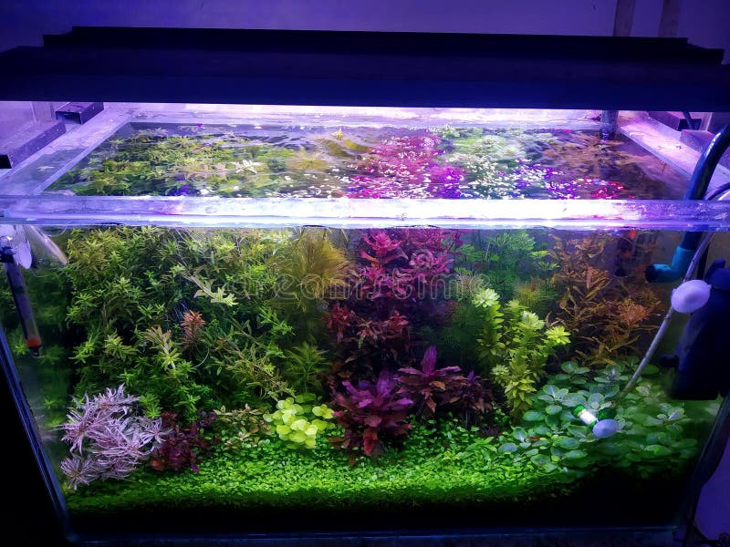 Water Plant in a Tank Garden Full Colour Stock Photo - Image of plant ...