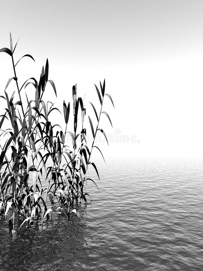 Water plants stock illustration. Illustration of ocean - 4020979