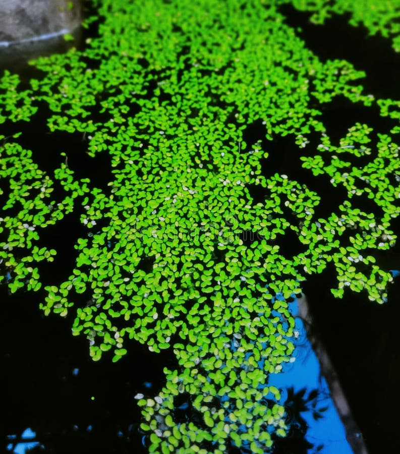Water plants Azolla stock image. Image of aquatic, azolla - 269525117