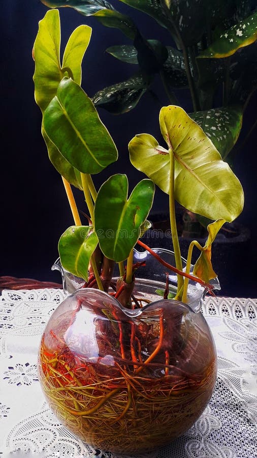 Water Plants Growing in Glass Pots Stock Image - Image of growing ...