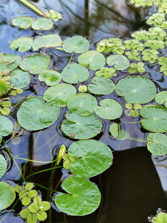 Water Plants with Reflections Close Up. Nature Wallpaper Stock Image ...