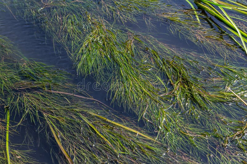 Water Plants in the River - Pondweed - Potamogeton Natans Stock Image ...