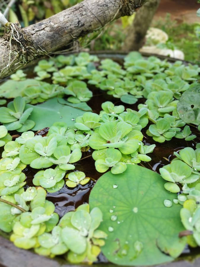 Water Plants in a Small Pond Stock Photo - Image of small, produce ...