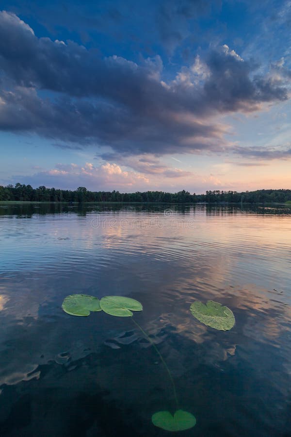 Water Plants on the Surface of a Calm Lake Under a Dynamic Sky Stock ...