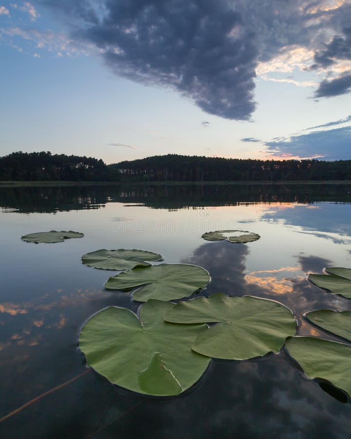 Water Plants on the Surface of a Calm Lake Under a Dynamic Sky Stock ...