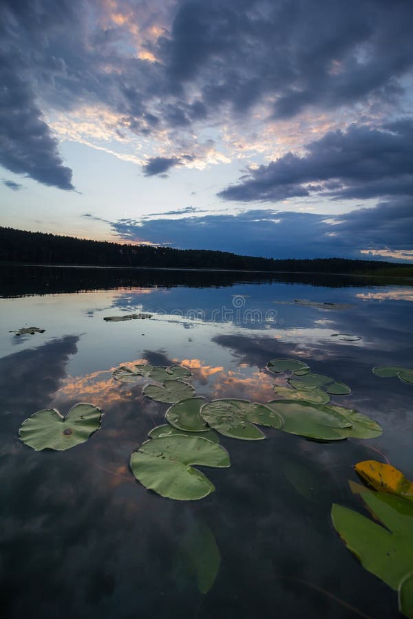 Water Plants on the Surface of a Calm Lake Under a Dynamic Sky Stock ...