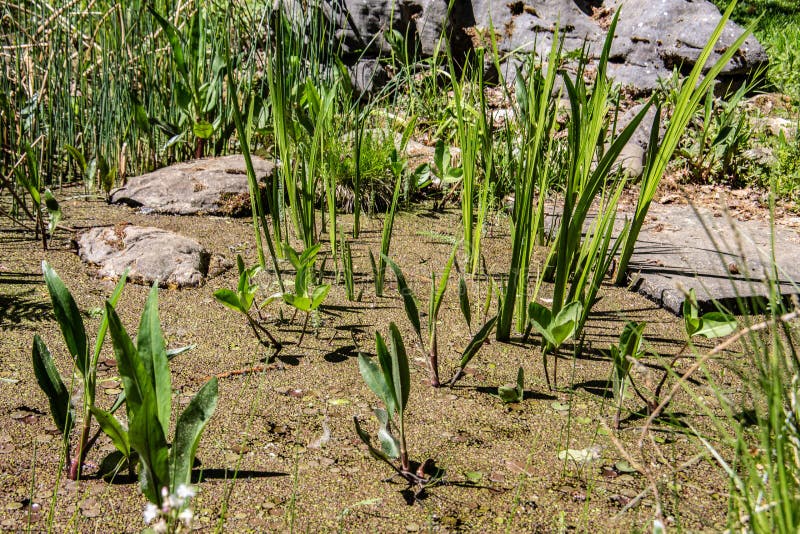 Water plants in the swamp stock photo. Image of stones - 190726320