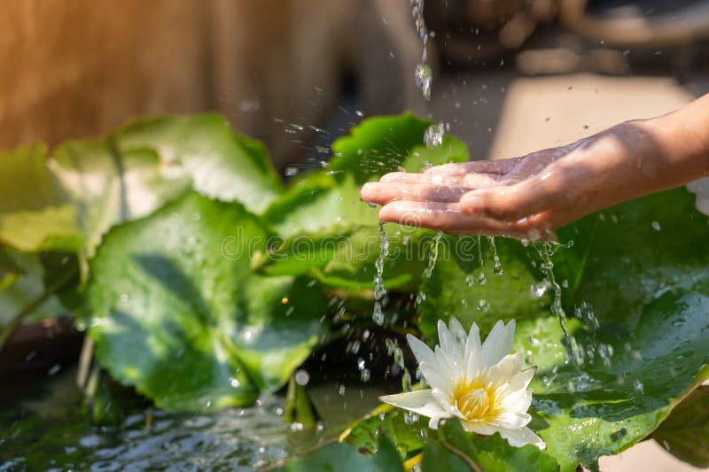 Water the Plants from a Watering Bucket of Water. Stock Image - Image ...