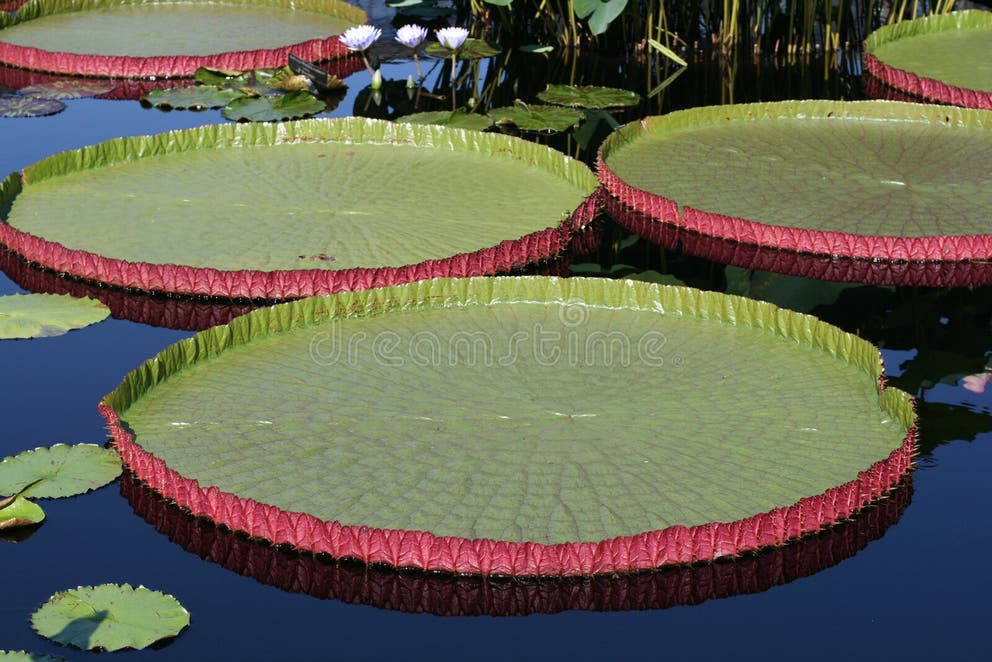 Water-platter stock image. Image of botanical, deep, macro - 10827535