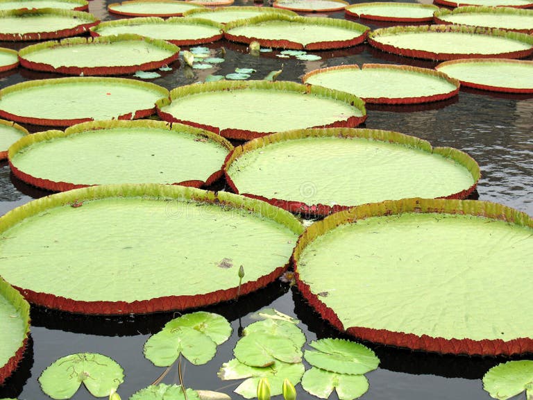 Water-platter stock image. Image of flora, blue, macro - 12840513