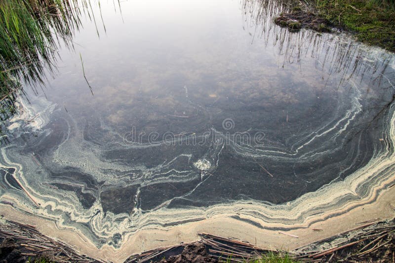 Water with pollen in lake stock photo. Image of flora - 147912884