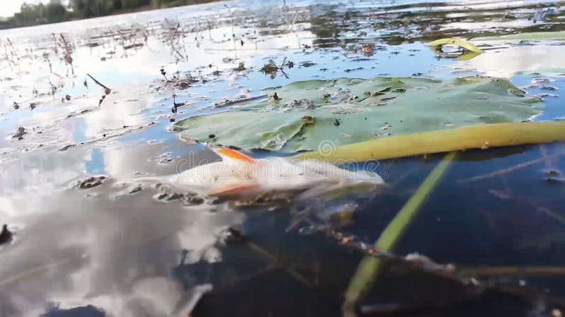 Water Polluted. Dead Fish on the Shore of a Pond. Fish Died in Dirty ...