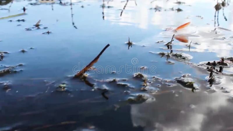 Water Polluted. Dead Fish on the Shore of a Pond. Fish Died in Dirty ...