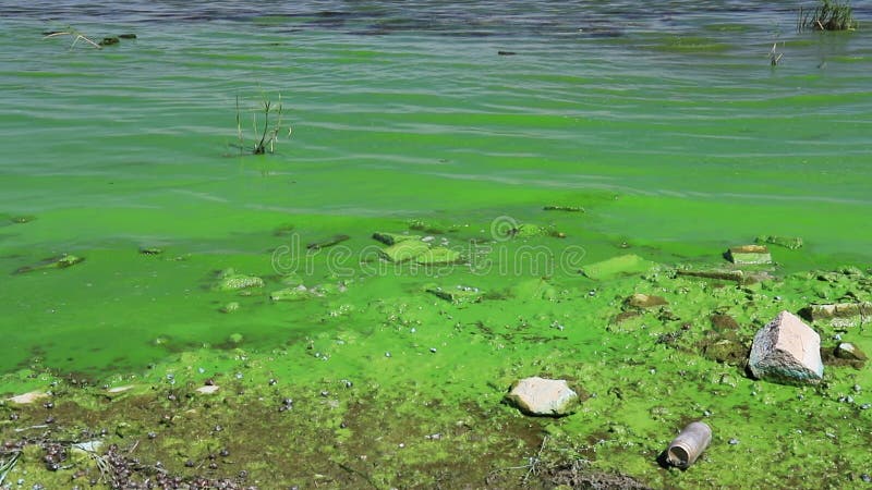 Water Pollution by Blooming Blue-green Algae Stock Footage - Video of ...