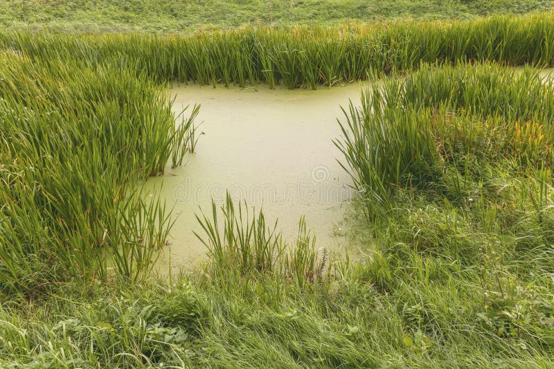 Water Pollution by Blue-green Algae on the Water Surface Stock Photo ...
