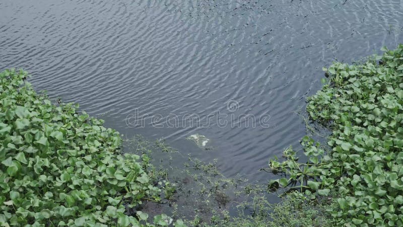 Water Pollution with Garbage on Water Stock Footage - Video of dirty ...