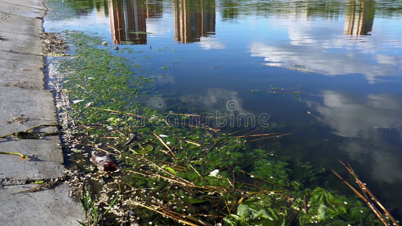 Water Pollution. Natural Disaster Stock Video - Video of biology, beach ...