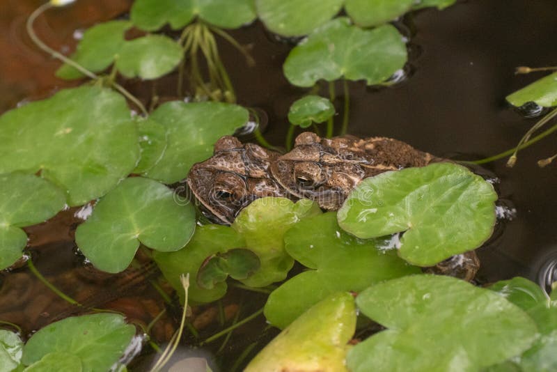 The Water in a Pond Has Attracted Two Toads. Stock Image - Image of ...