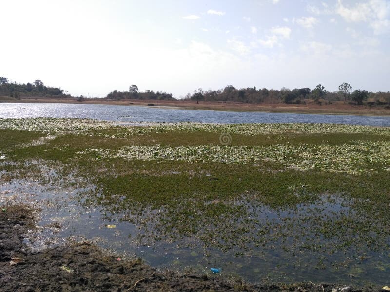 Water pond in India stock image. Image of water, flower - 167376363
