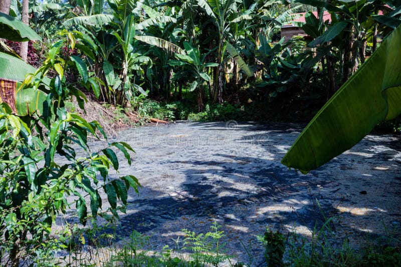 Water Ponds Covered with Green Plantations in Kenya Stock Photo - Image ...