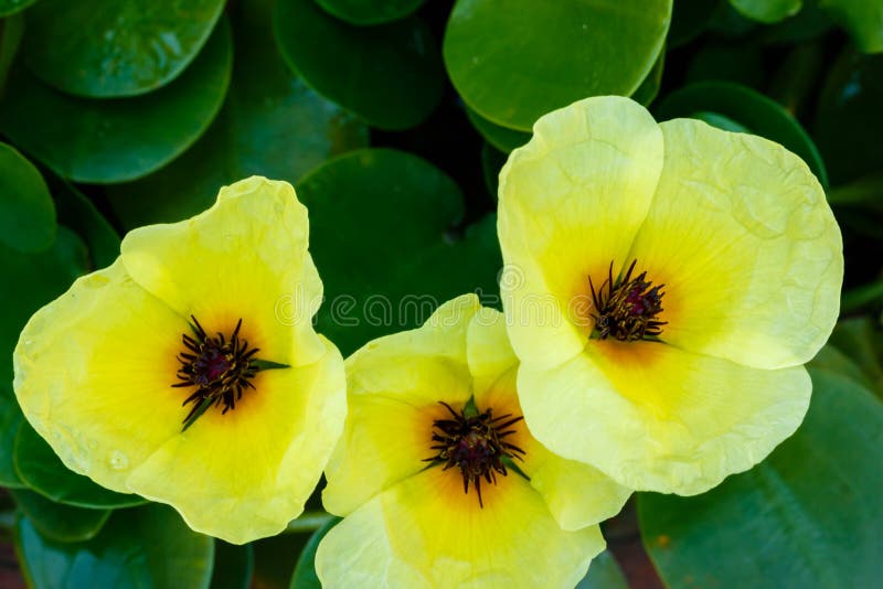 Water Poppy Flower Blooming Stock Photo - Image of nymphoides, flora ...