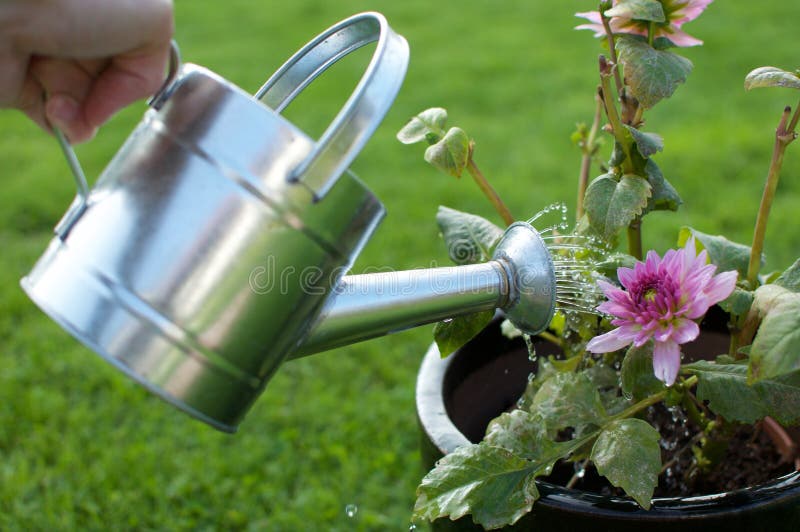 Watering Can Pouring Water On The Flowers Stock Image - Image of nature ...