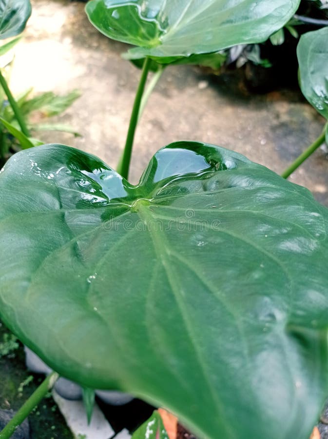 Water Proof Leaf stock image. Image of waterproof, water - 221940549