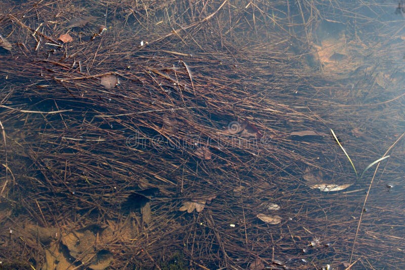 Water in a puddle stock photo. Image of reflection, water - 269742670