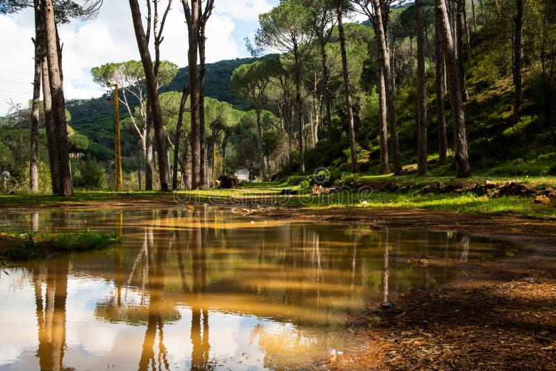 Water Puddle in a Forest with Reflection Stock Photo - Image of concept ...