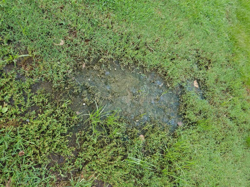 Mud Puddle and Dead Grass and Green Grass Near Wood Fence Stock Photo ...