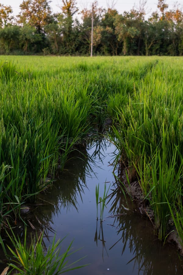 Water Puddle on a Green Rice Field in Bloom Stock Photo - Image of ...