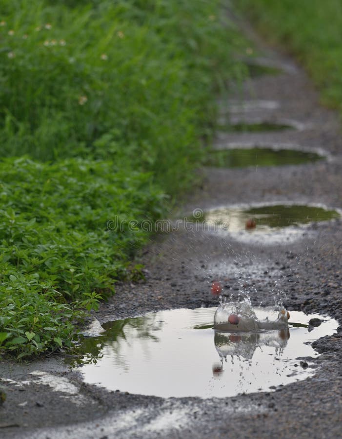 Water Puddle Splashing Fruit Stock Image - Image of autumn, forest ...