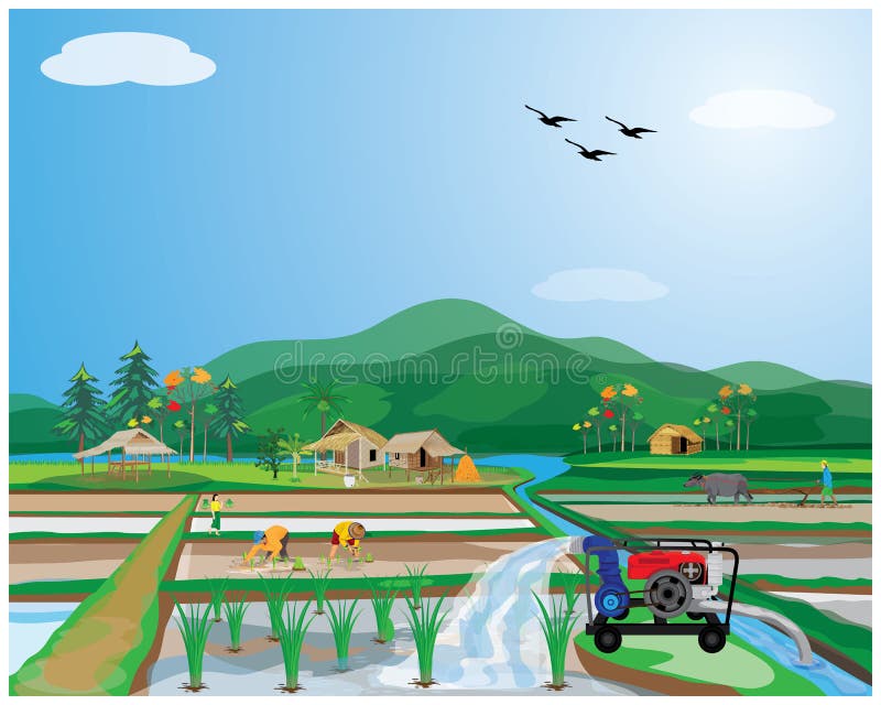 Water pump in paddy field stock vector. Illustration of agriculture ...