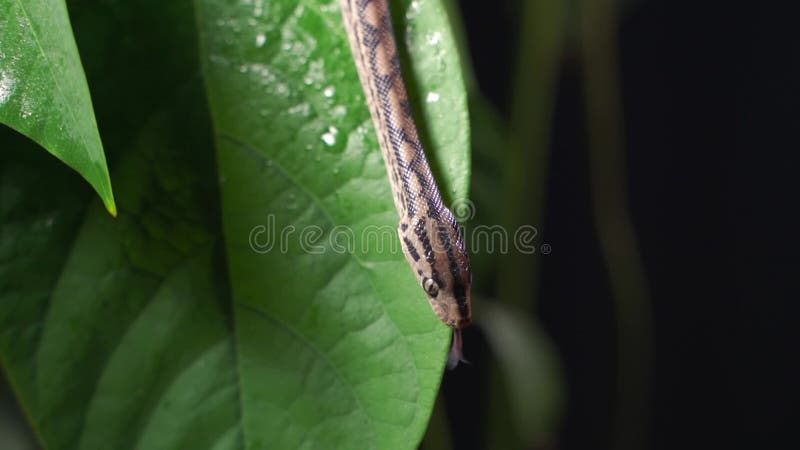 Water python snake stock video. Video of biting, fuscus - 203932123