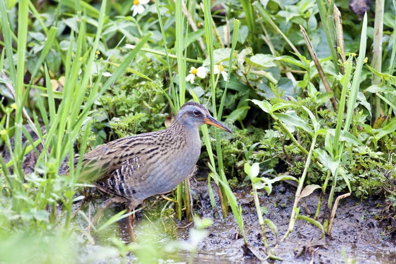 Water Rail stock photo. Image of open, excitement, commerce - 26699324