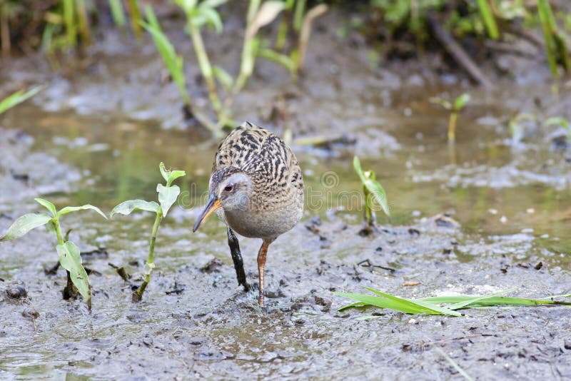 Water Rail stock image. Image of flora, call, green, farm - 26699407