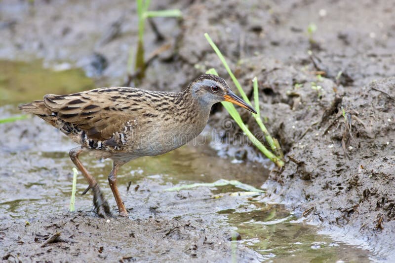 Water Rail stock image. Image of cheerful, message, call - 26699447