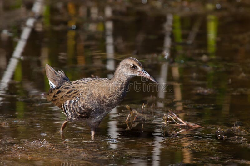 Water Rail Rallus Aquaticus Seeking Food Stock Image - Image of water ...