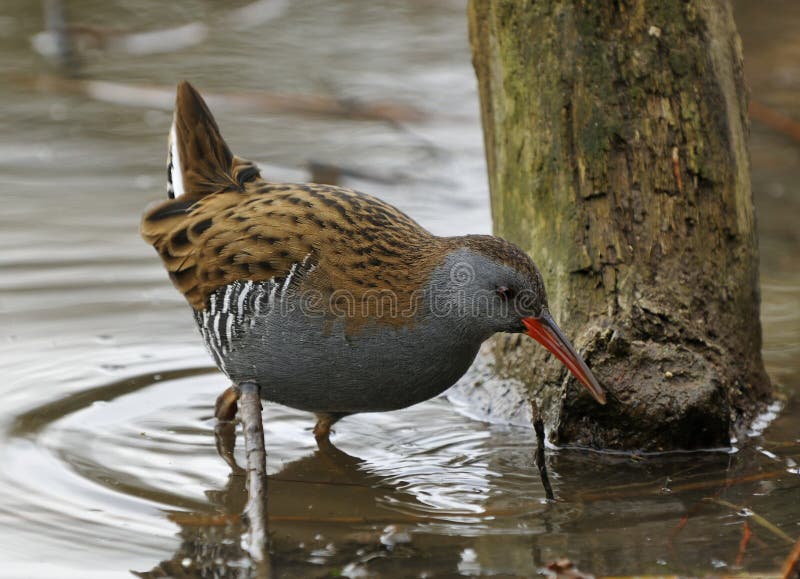 Water Rail stock image. Image of bird, landscape, winter - 37707583