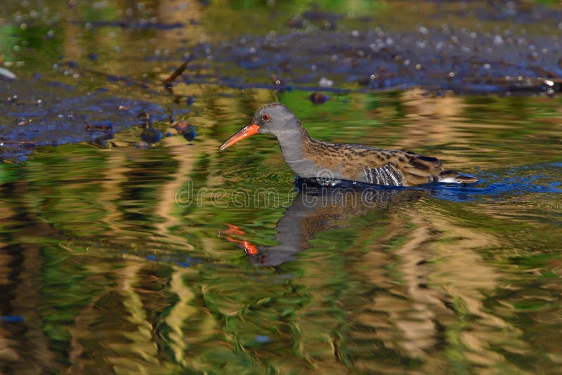 1,097 Rail Fish Stock Photos - Free & Royalty-Free Stock Photos from ...