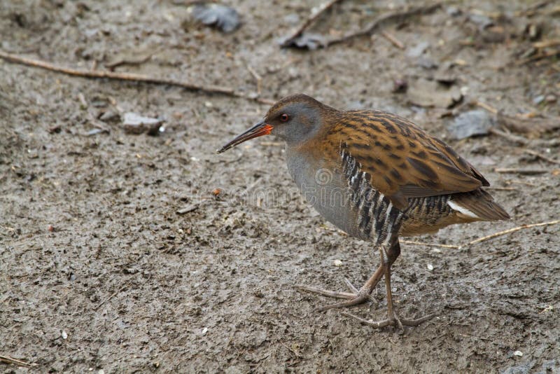Water Rail (Rallus Aquaticus) Stock Photo - Image of wildlife ...